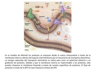 cadena respiratoria y fosforilacion ox | PPTX