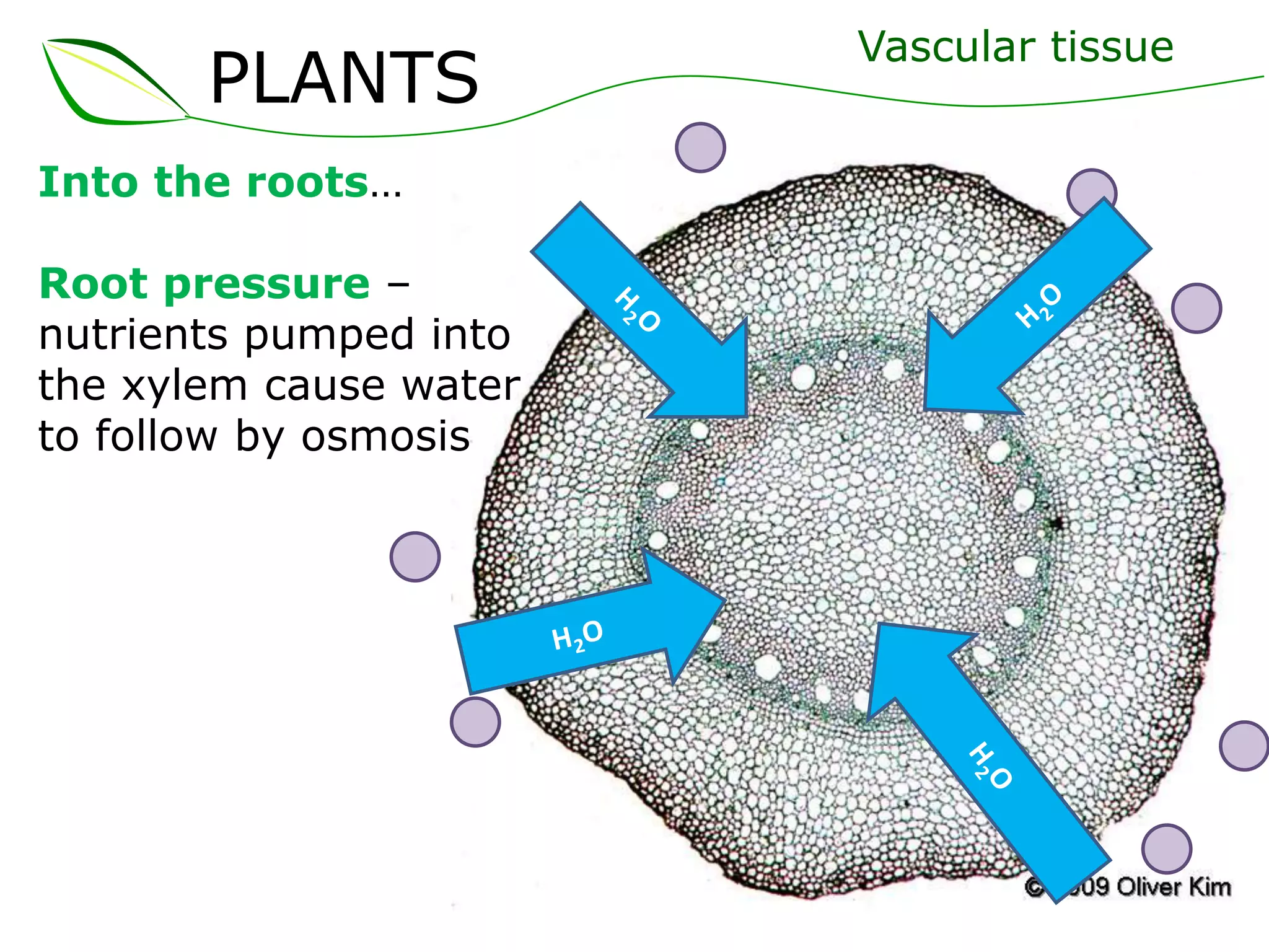 06 vascular tissue | PPTX