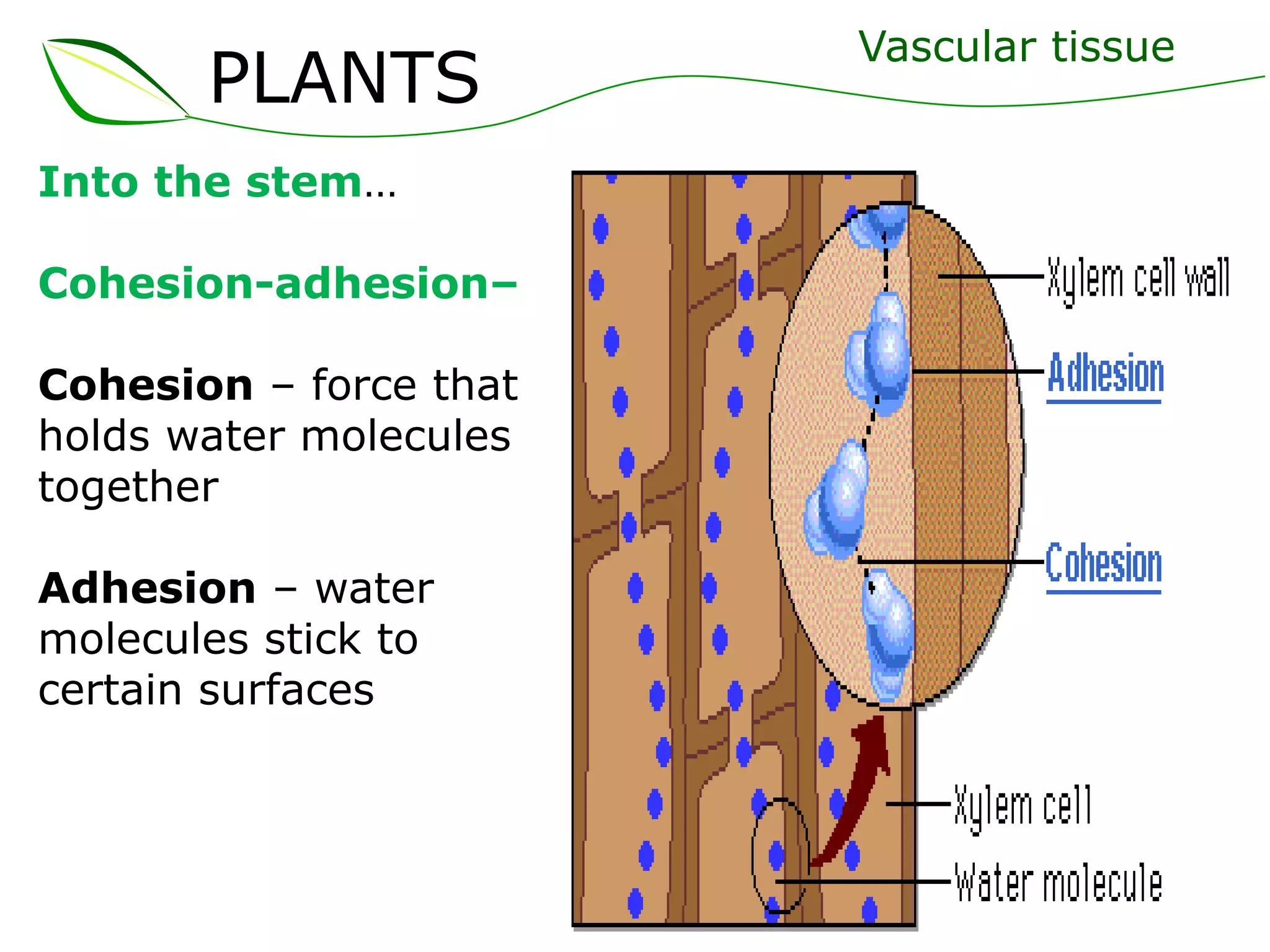 06 vascular tissue | PPTX