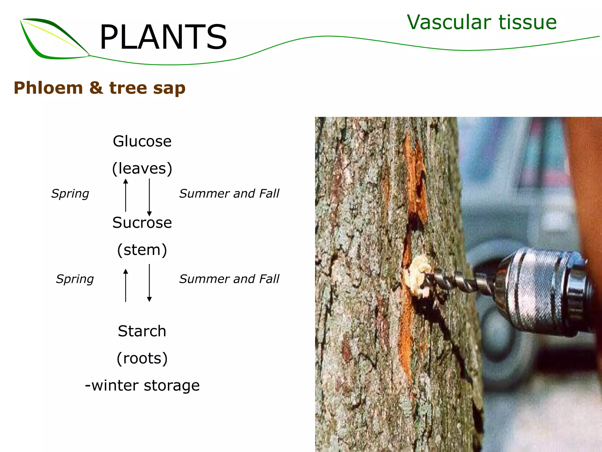 06 vascular tissue | PPTX