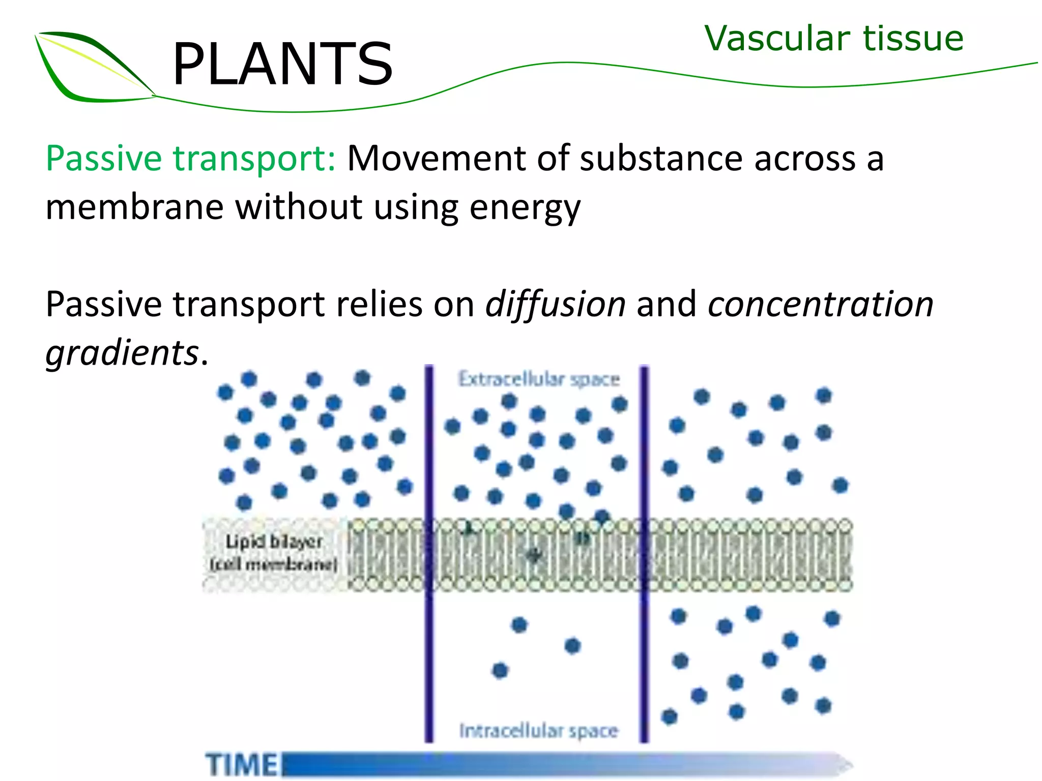 06 vascular tissue | PPTX