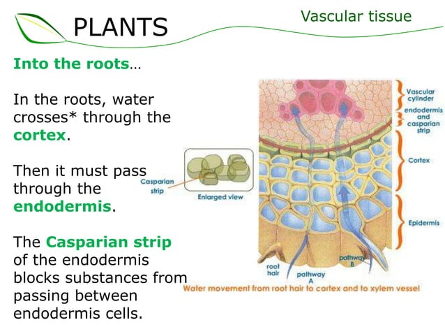 06 vascular tissue | PPTX