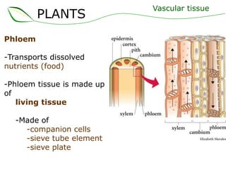 06 vascular tissue | PPTX