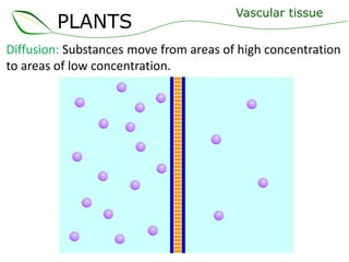 06 vascular tissue | PPTX