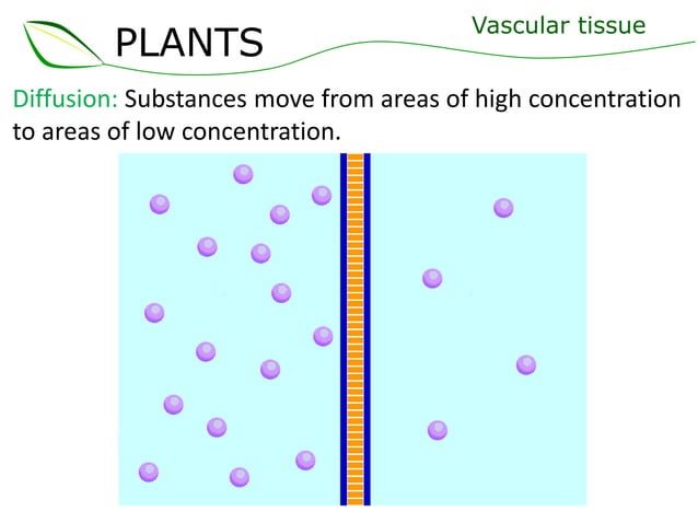 06 vascular tissue | PPTX