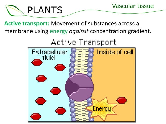 06 vascular tissue | PPTX