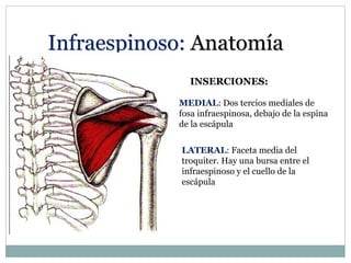 07. smf infraespinoso prv | PPT