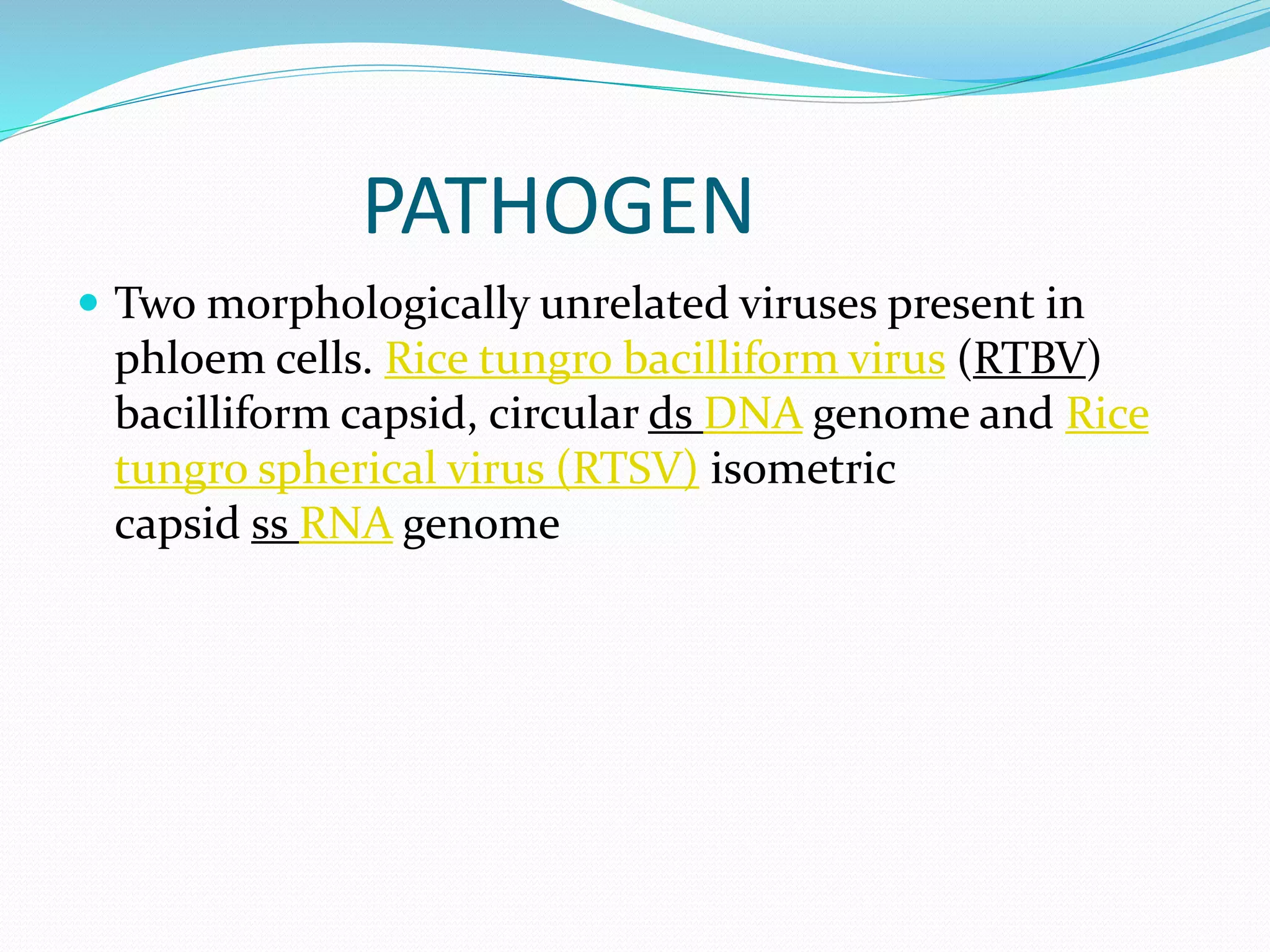 KHAIRA DISEASE AND TUNGRO DISEASE OF RICE | PPTX