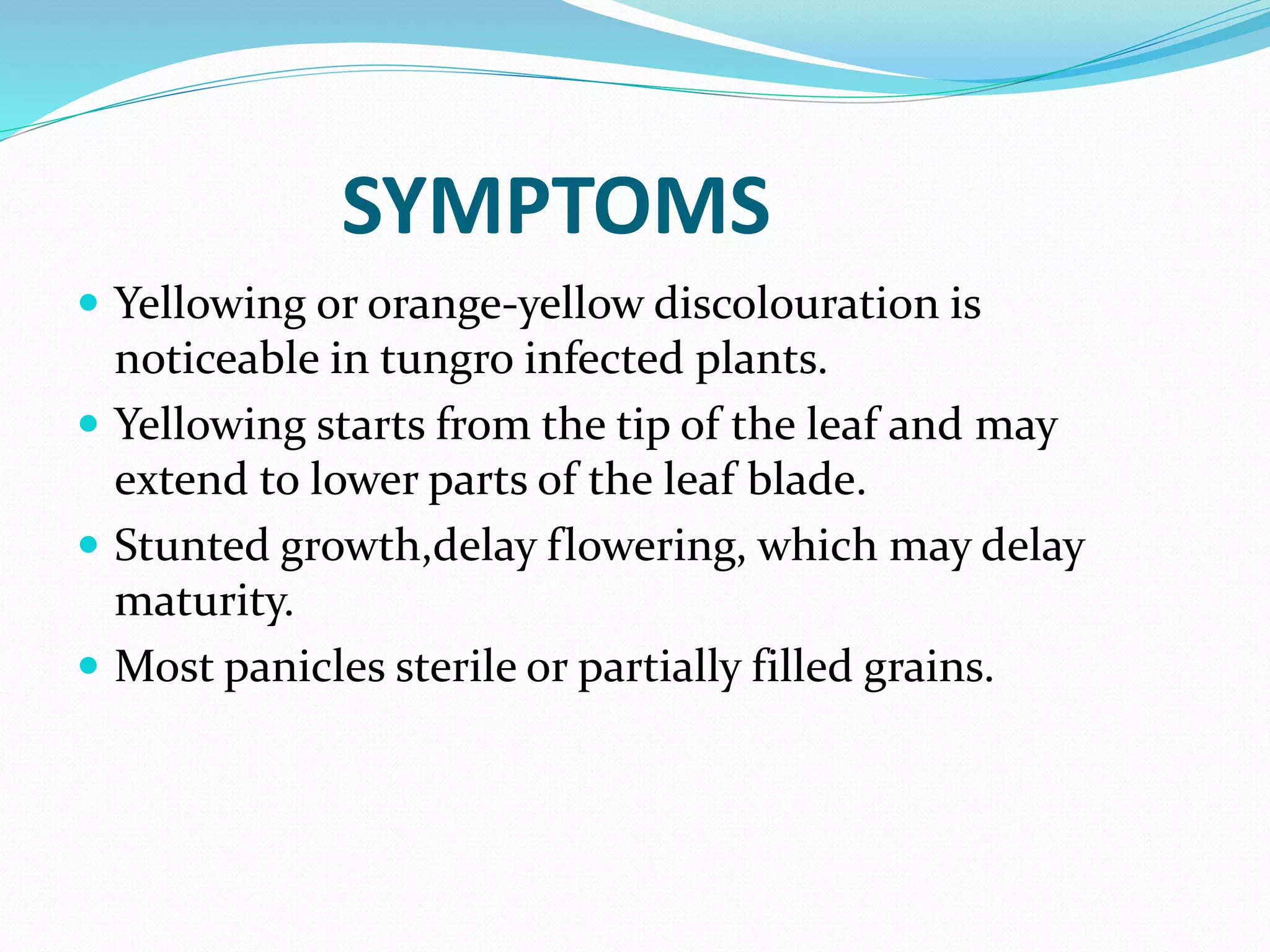 KHAIRA DISEASE AND TUNGRO DISEASE OF RICE | PPTX