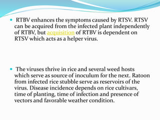 KHAIRA DISEASE AND TUNGRO DISEASE OF RICE | PPTX