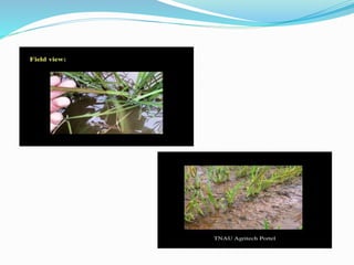 KHAIRA DISEASE AND TUNGRO DISEASE OF RICE | PPTX