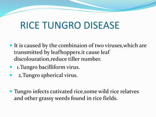 KHAIRA DISEASE AND TUNGRO DISEASE OF RICE | PPTX