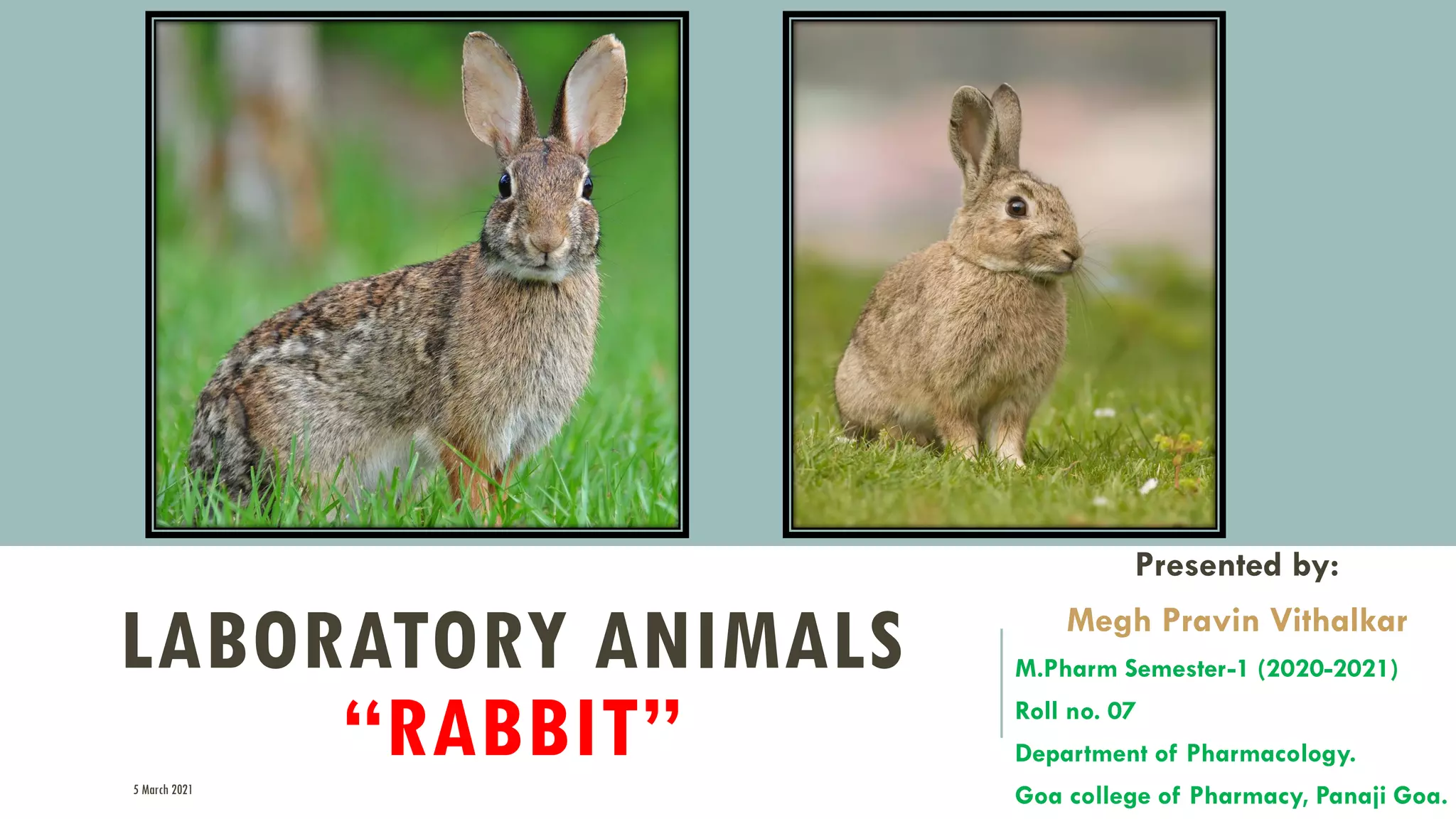 Rabbit as a Laboratory Animal. | PDF