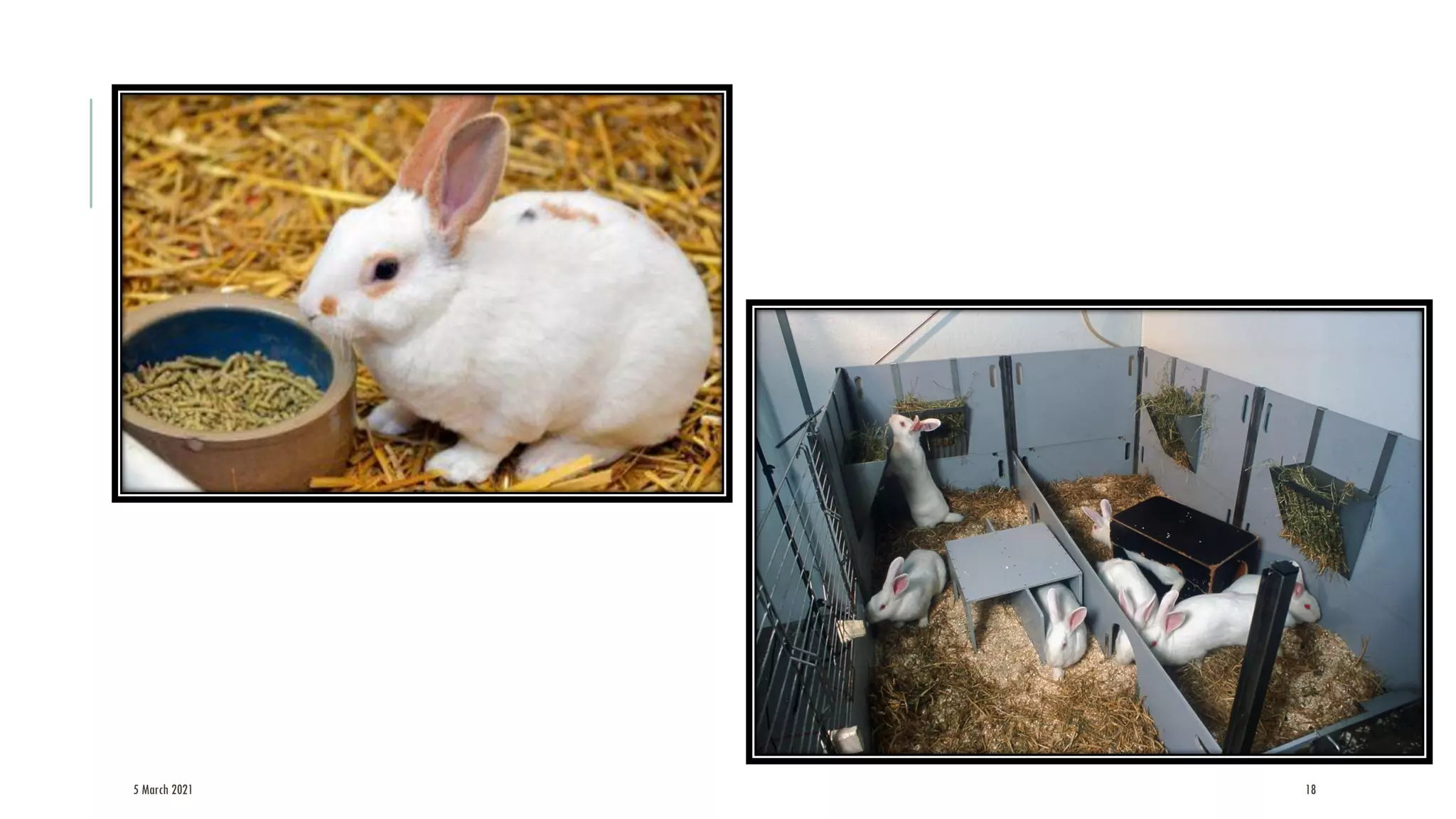 Rabbit as a Laboratory Animal. | PDF