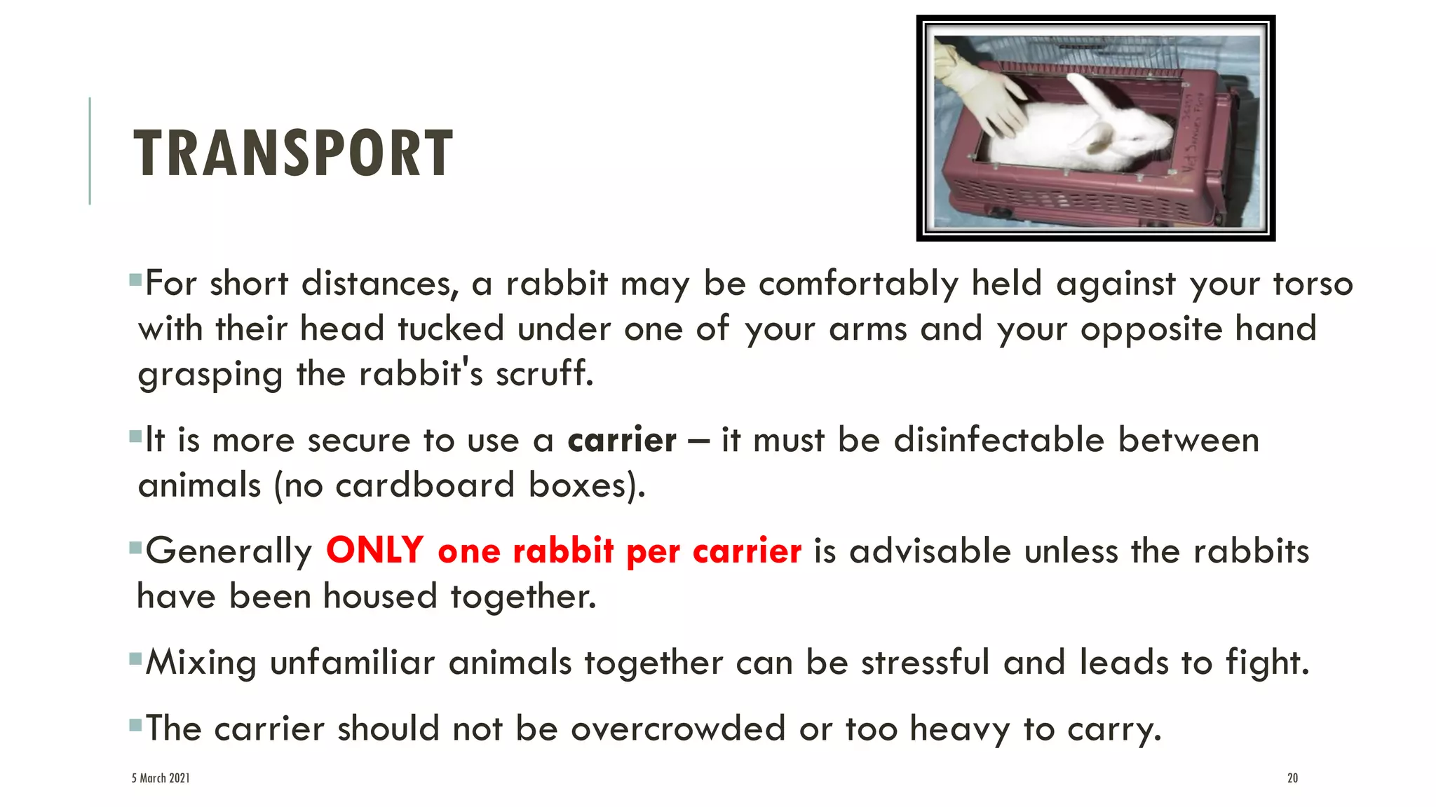 Rabbit as a Laboratory Animal. | PDF