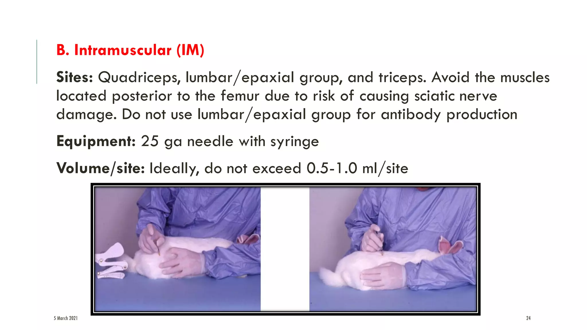 Rabbit as a Laboratory Animal. | PDF