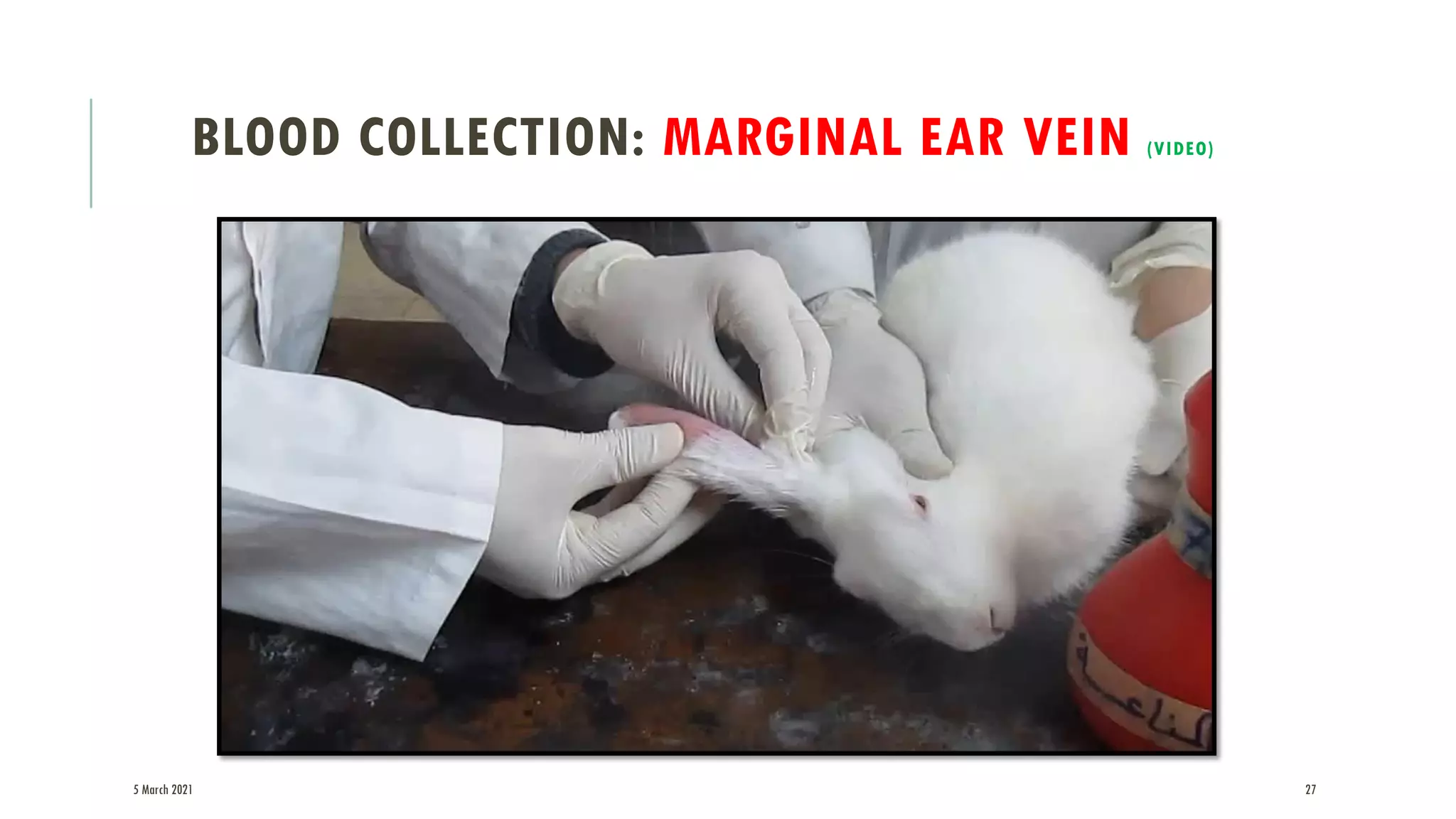Rabbit as a Laboratory Animal. | PDF