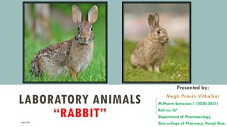 Rabbit as a Laboratory Animal. | PDF
