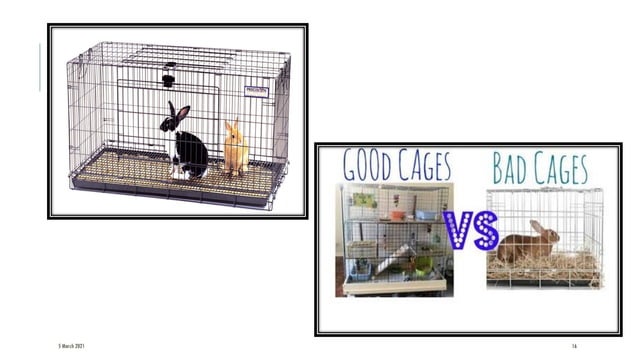 Rabbit as a Laboratory Animal. | PDF | Nutrition | Healthy Living