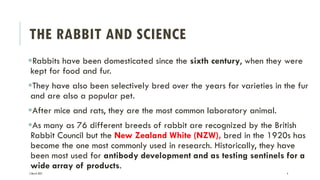 Rabbit as a Laboratory Animal. | PDF
