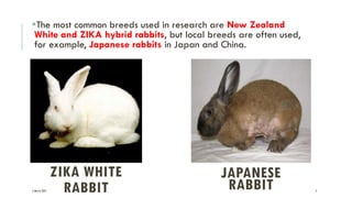 Rabbit as a Laboratory Animal. | PDF