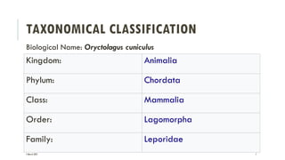 Rabbit as a Laboratory Animal. | PDF