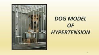 Animal Models for anti-hypertensive Drugs | PPTX