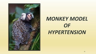 Animal Models for anti-hypertensive Drugs | PPTX