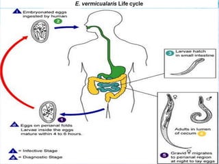 Enterobius Vermicularis Life Cycle