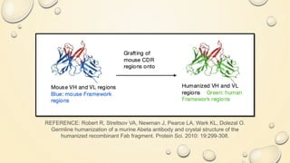 Humanisation of antibodies and Techniques | PPTX
