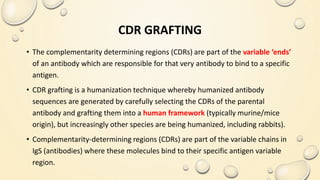 Humanisation of antibodies and Techniques | PPTX