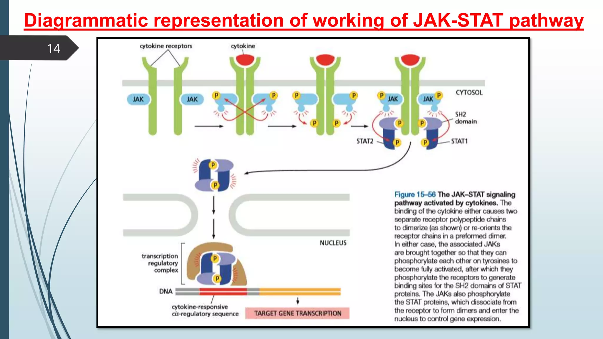 JAK-STAT Signalling Pathway | PPTX