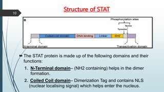 JAK-STAT Signalling Pathway | PPTX