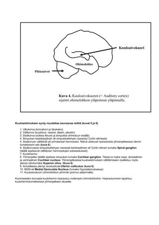 Kuuloaistin neurologiaa | PDF