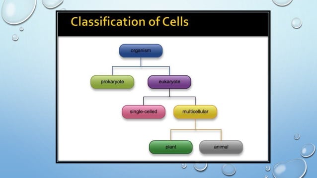 Multicellular Organisms Pharmacology | PPT