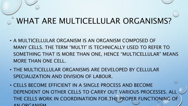 Multicellular Organisms Pharmacology | PPT