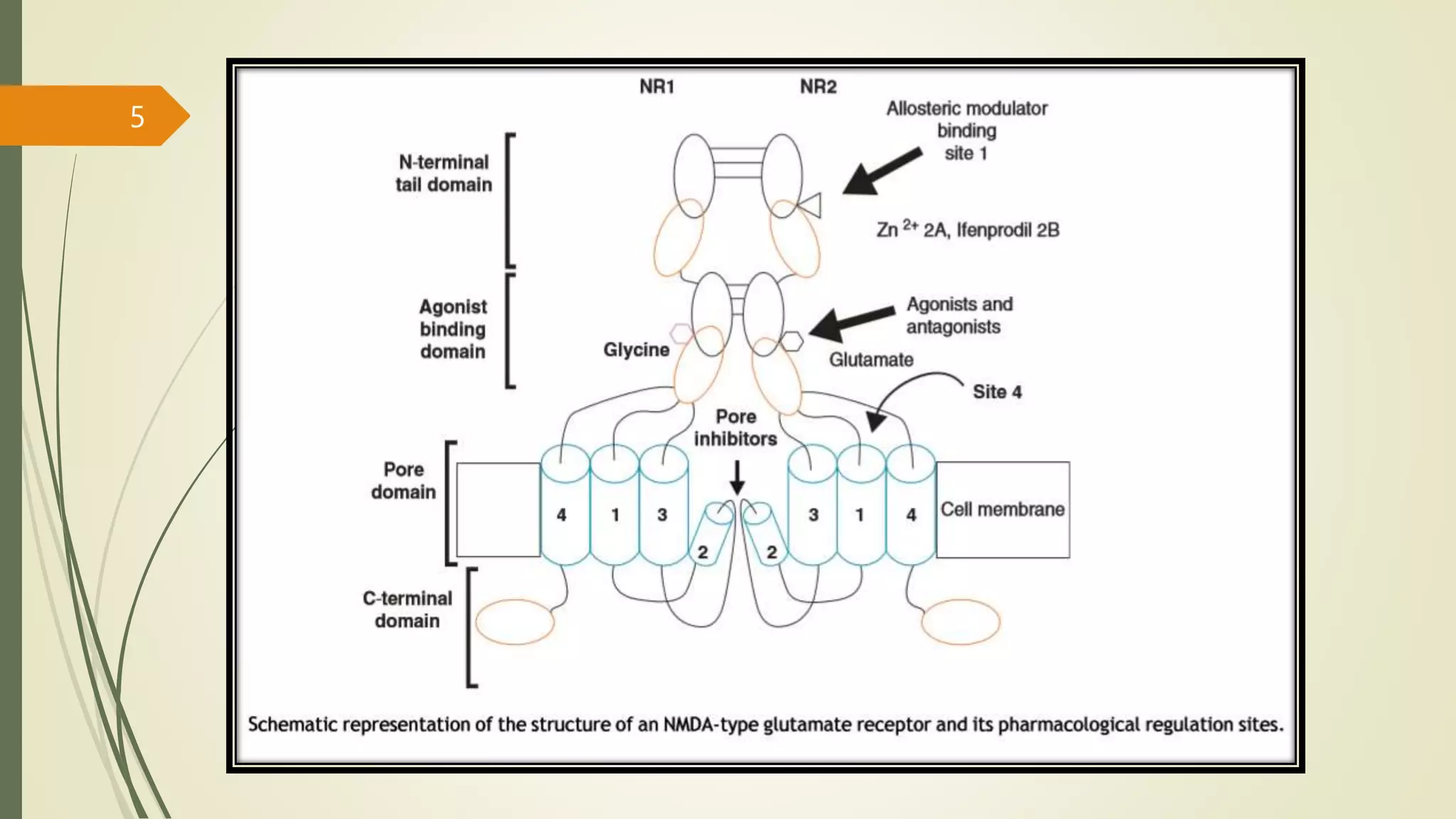 NMDA Receptors and Neuromuscular Transmission (continued).pptx