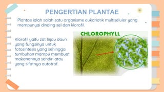 07. PLANTAE.pptx