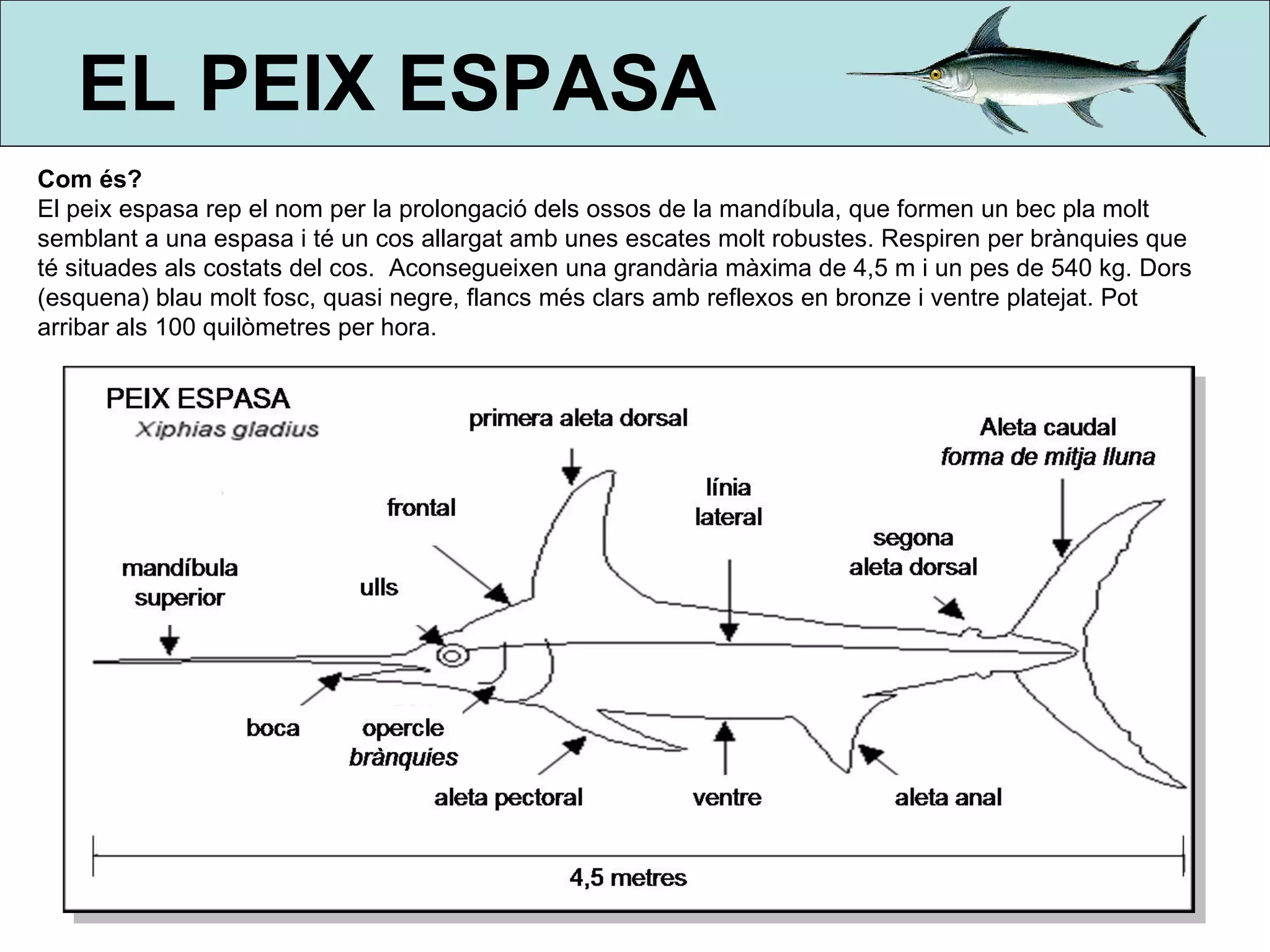 07 3-peix espasa- pau | PPT