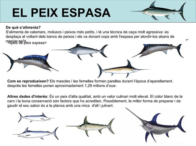 07 3-peix espasa- pau | PPT