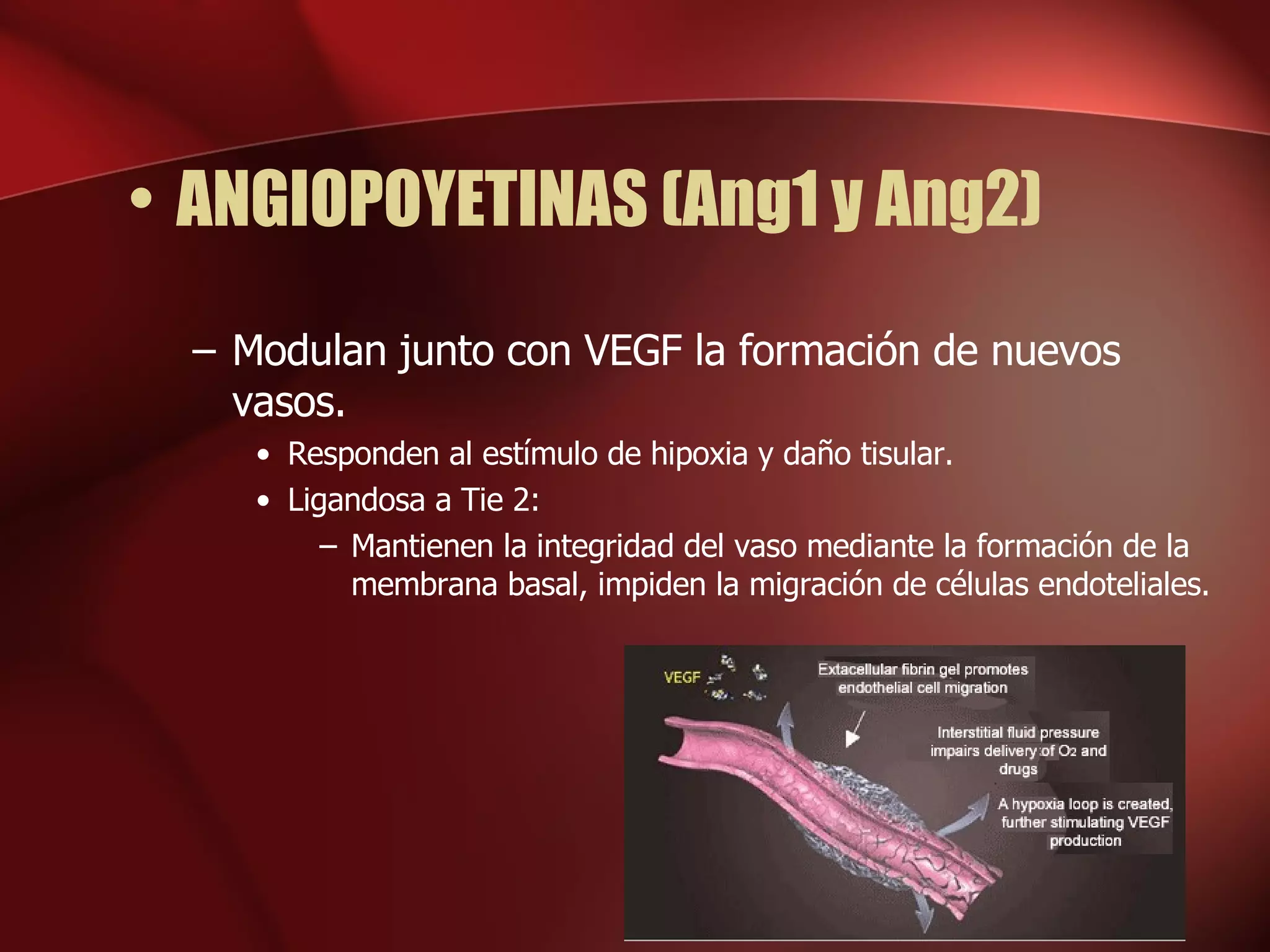 07 Angiogenesis Y Angiosomas CastañEda | PPT