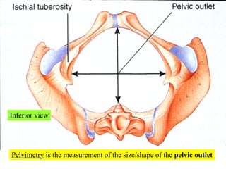 07 Appendicular Skeleton Pelvic Girdle And Lower Limbs | PPT