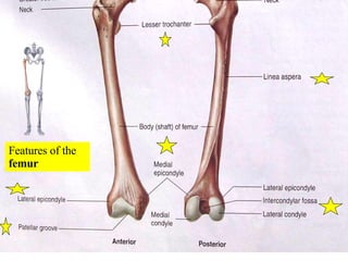 07 Appendicular Skeleton Pelvic Girdle And Lower Limbs | PPT