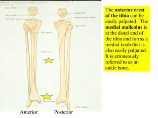 07 Appendicular Skeleton Pelvic Girdle And Lower Limbs | PPT