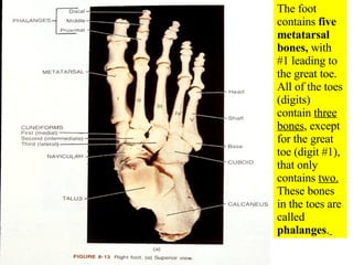 07 Appendicular Skeleton Pelvic Girdle And Lower Limbs | PPT