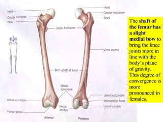 Pelvic Girdle And Lower Limb Quiz