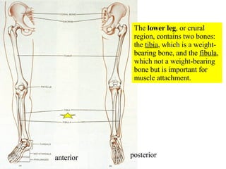 Posterior Crural Region
