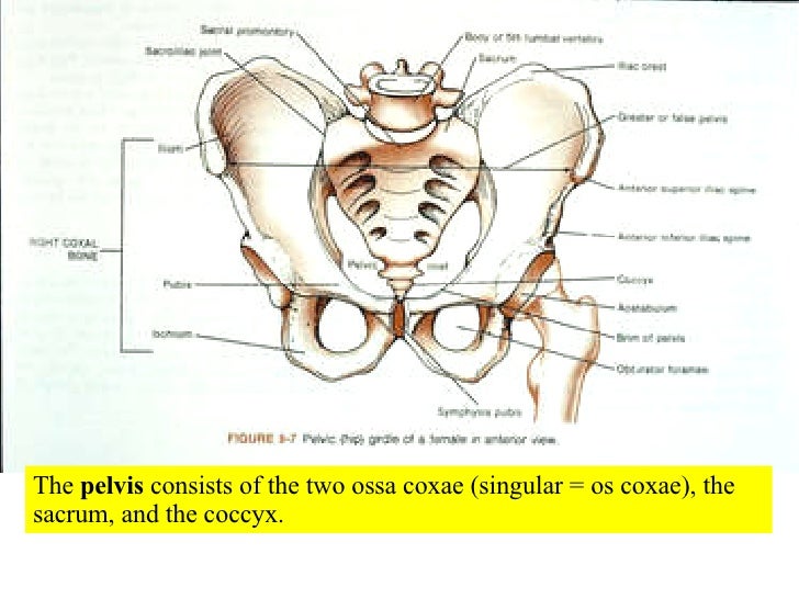07 Appendicular Skeleton Pelvic Girdle And Lower Limbs