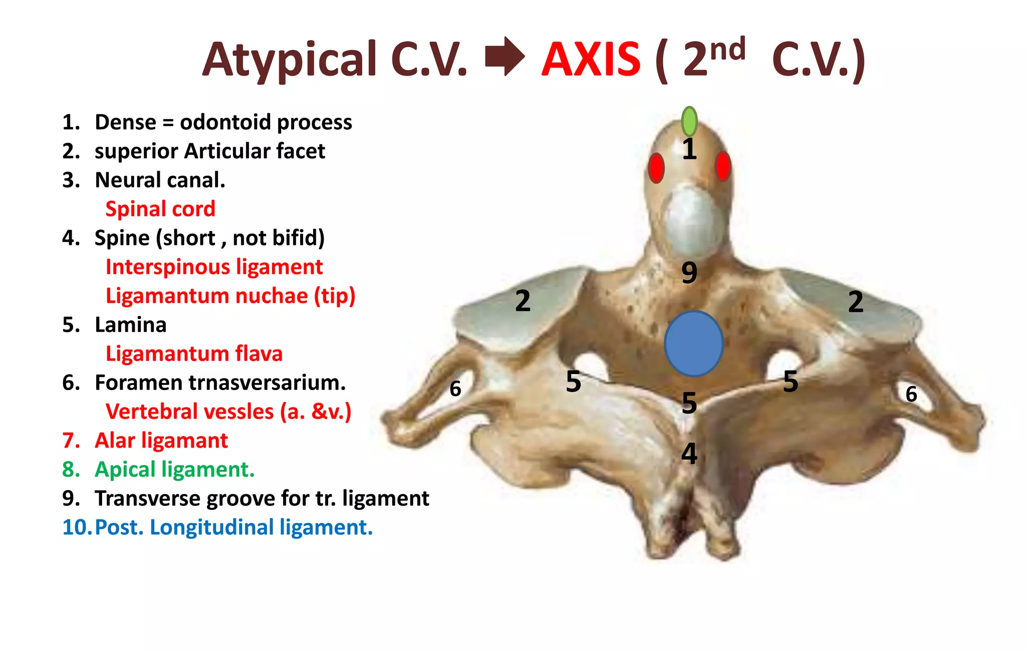 skeleton on head + bony features of cervical vertebrae 2018 | PPTX