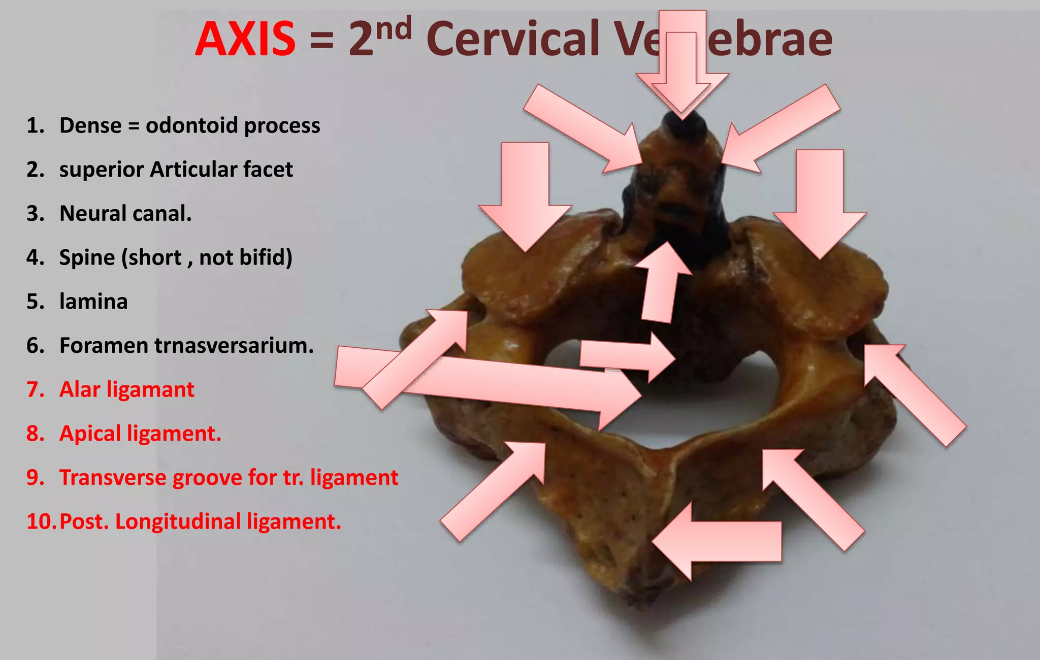 skeleton on head + bony features of cervical vertebrae 2018 | PPTX